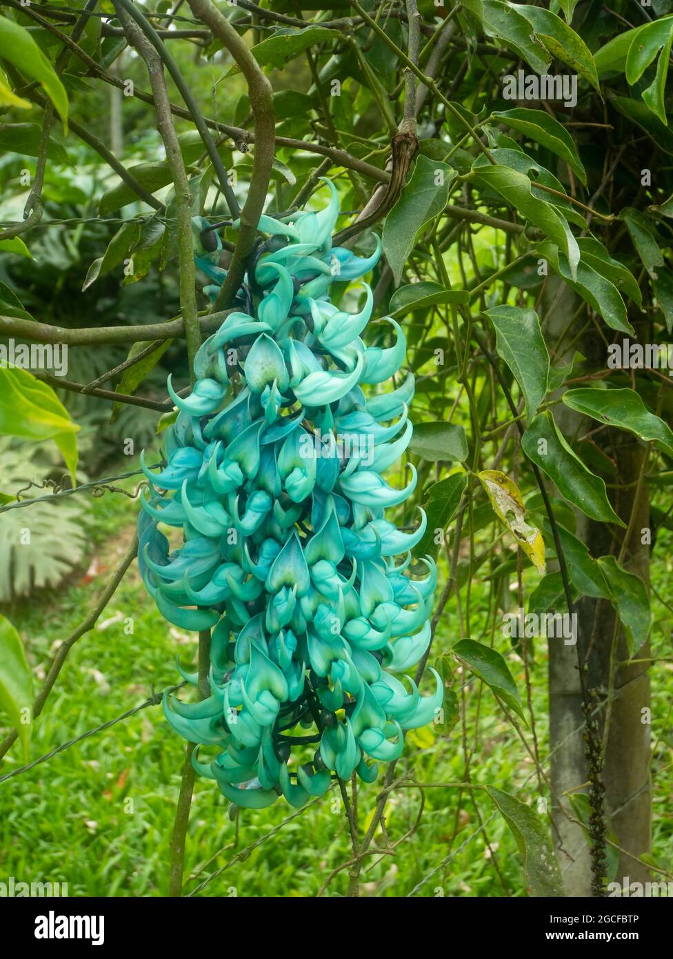 Jade Colored Flowers