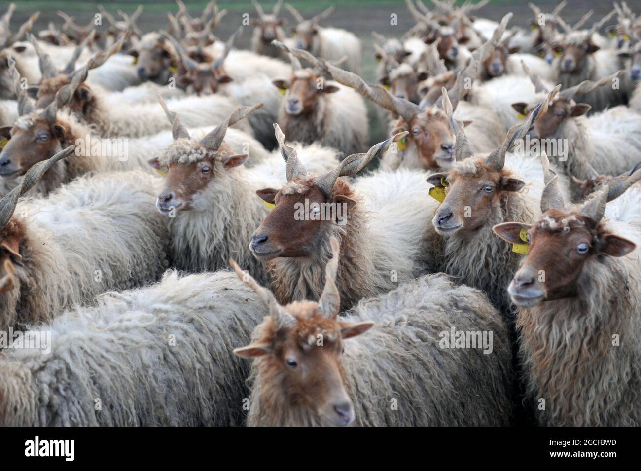 Spiral Shaped Horn High Resolution Stock Photography and Images - Alamy