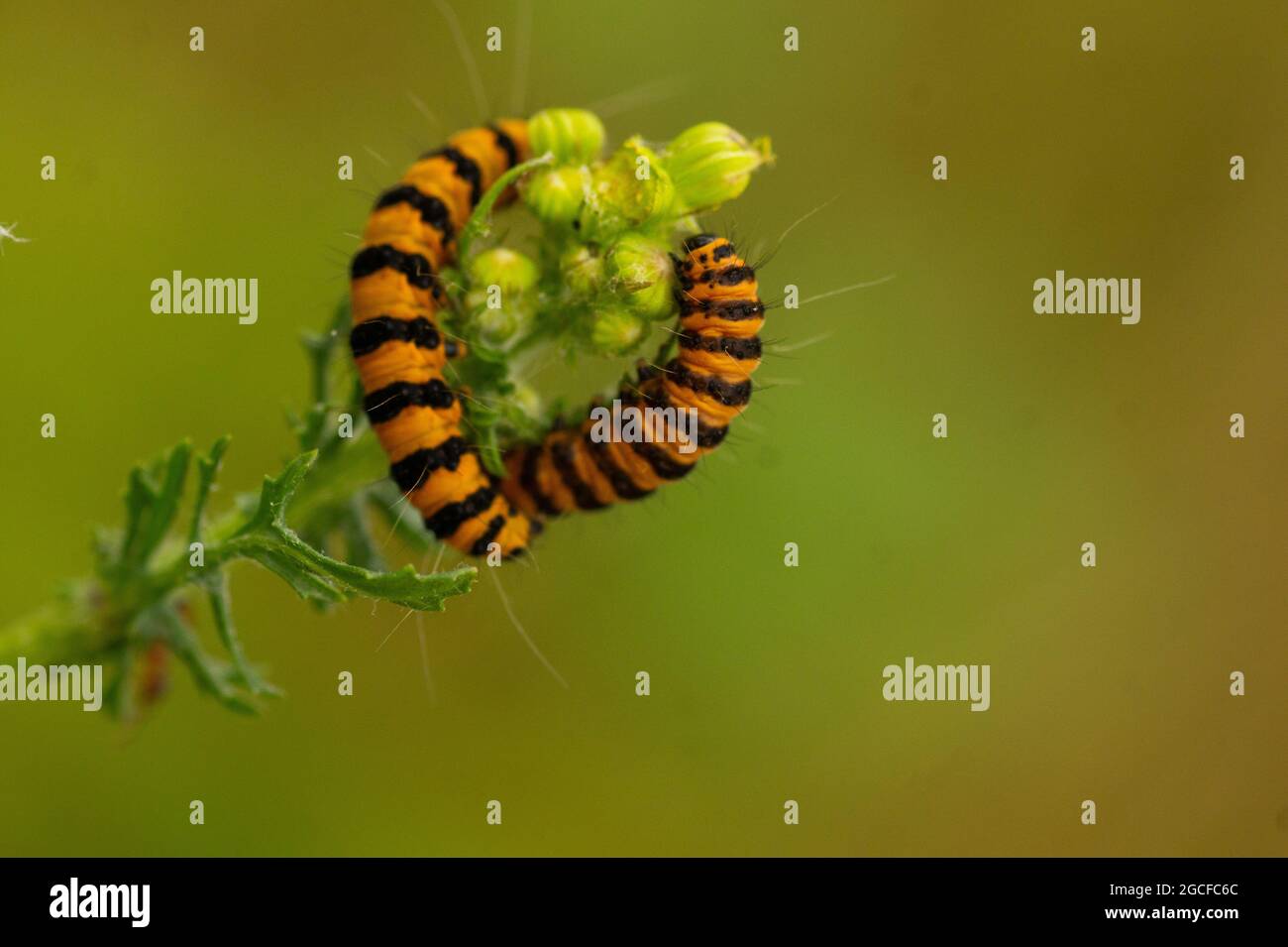 Cactus moth larvae hi-res stock photography and images - Alamy