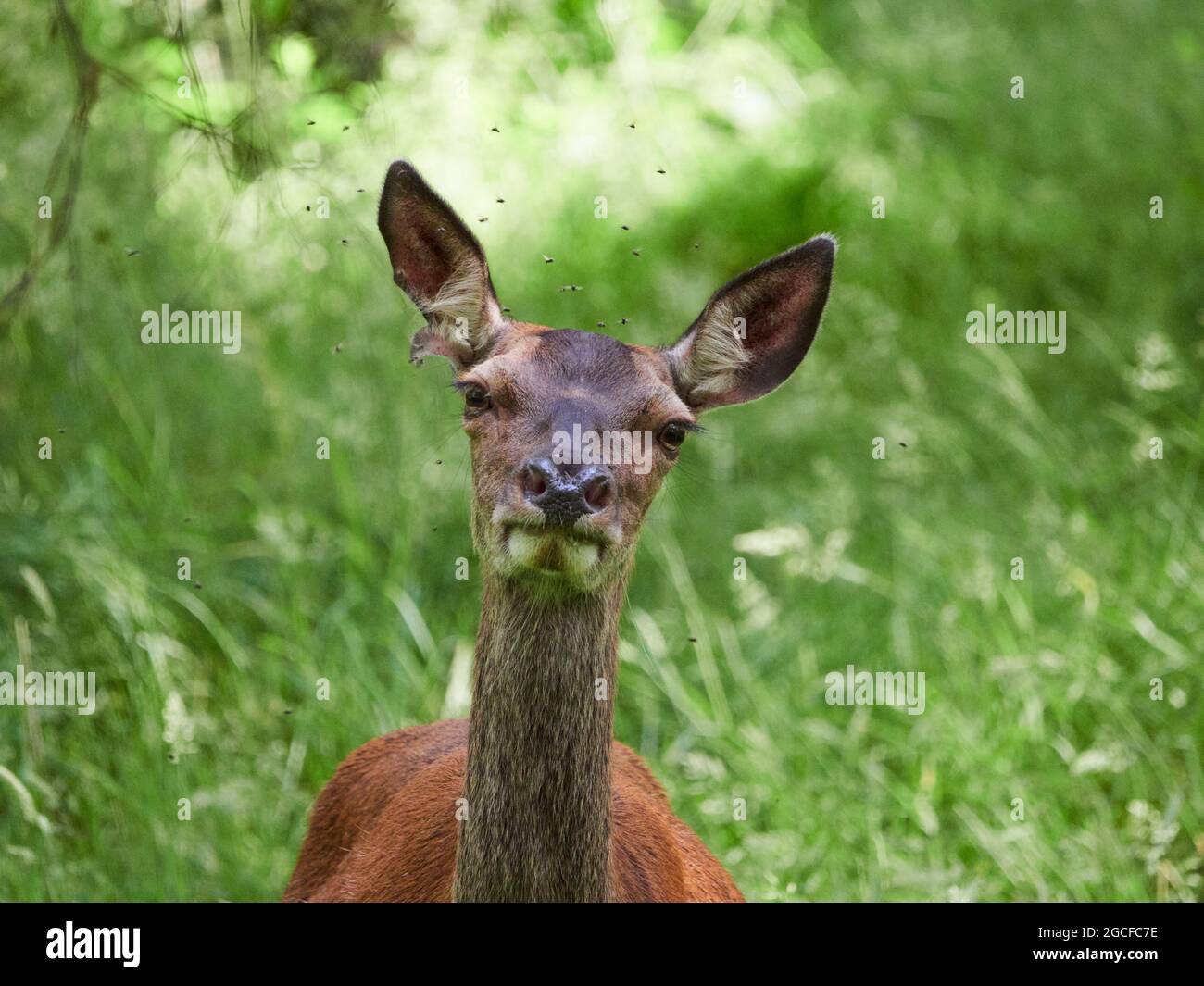 Red deer hind (Cervus elaphus) looking curiously at the photographer in ...