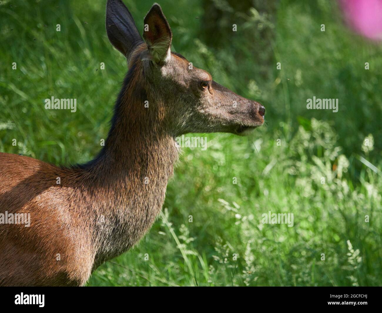 Red deer hind (Cervus elaphus) looking curiously at the photographer in ...