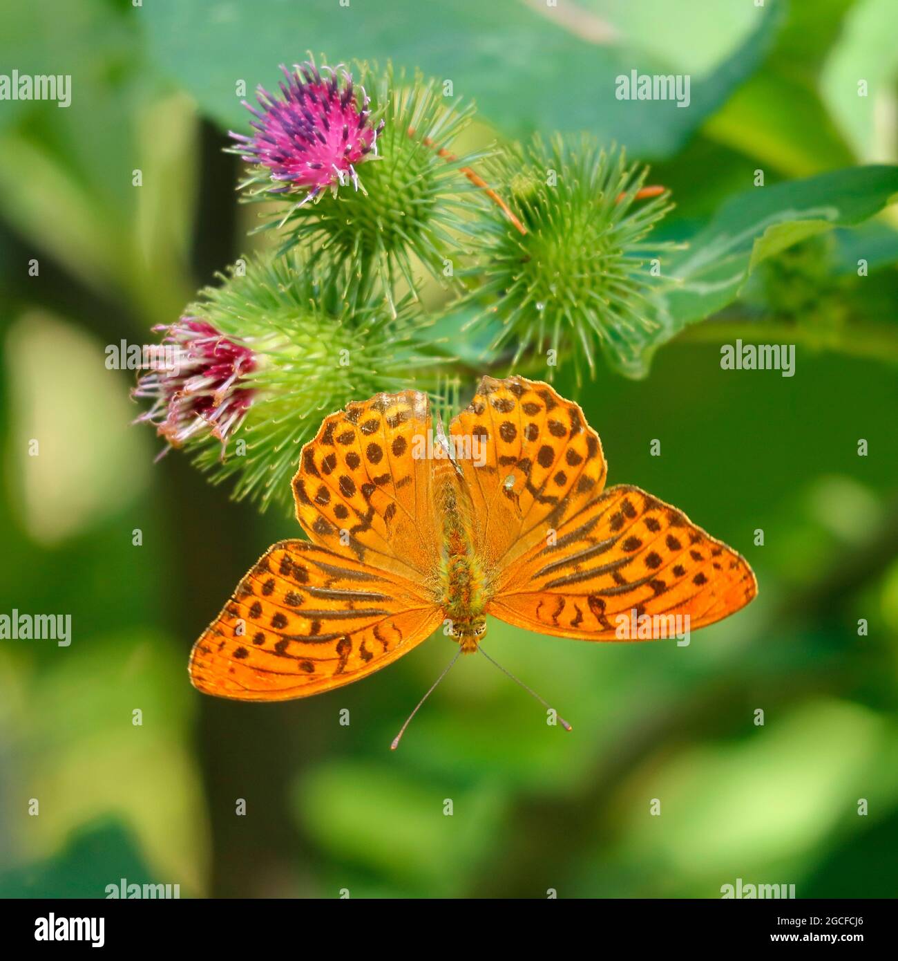 Pretty butterfly hi-res stock photography and images - Alamy