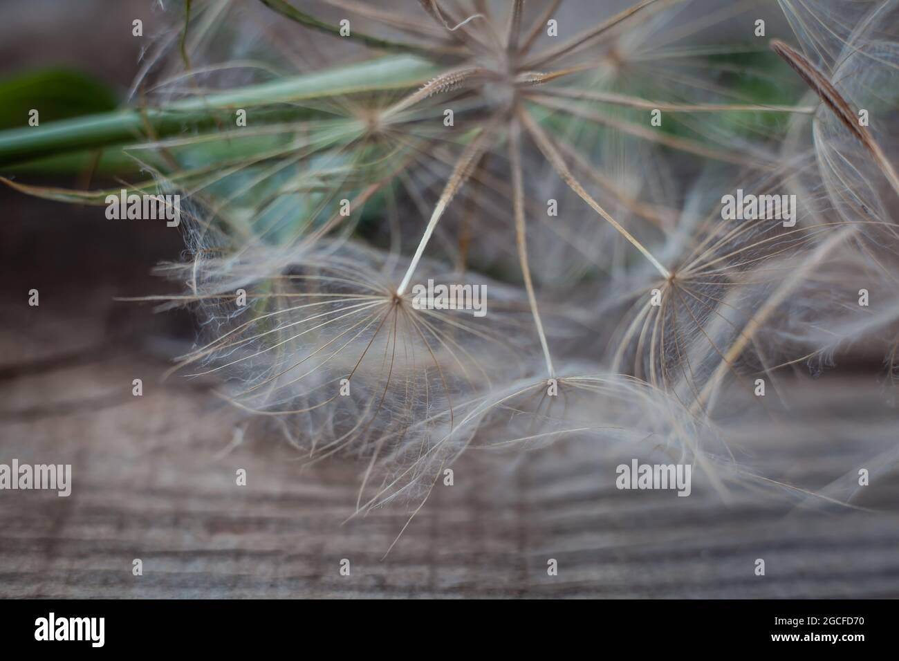 giant dandelion seeds macro on gray weathered wood background Stock ...