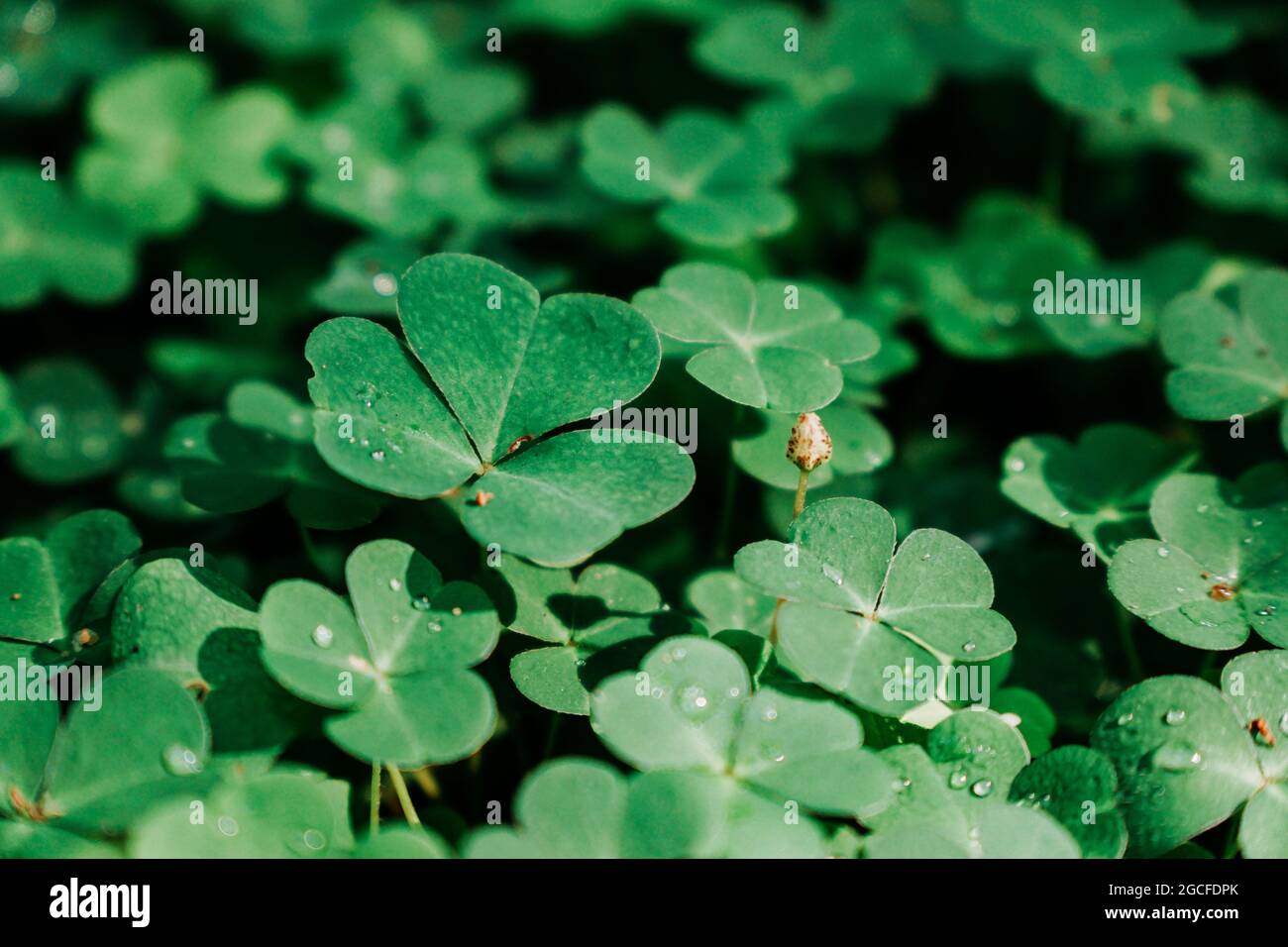 Four three leaves clover hi-res stock photography and images - Alamy