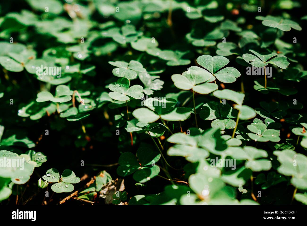 Real clover hi-res stock photography and images - Alamy