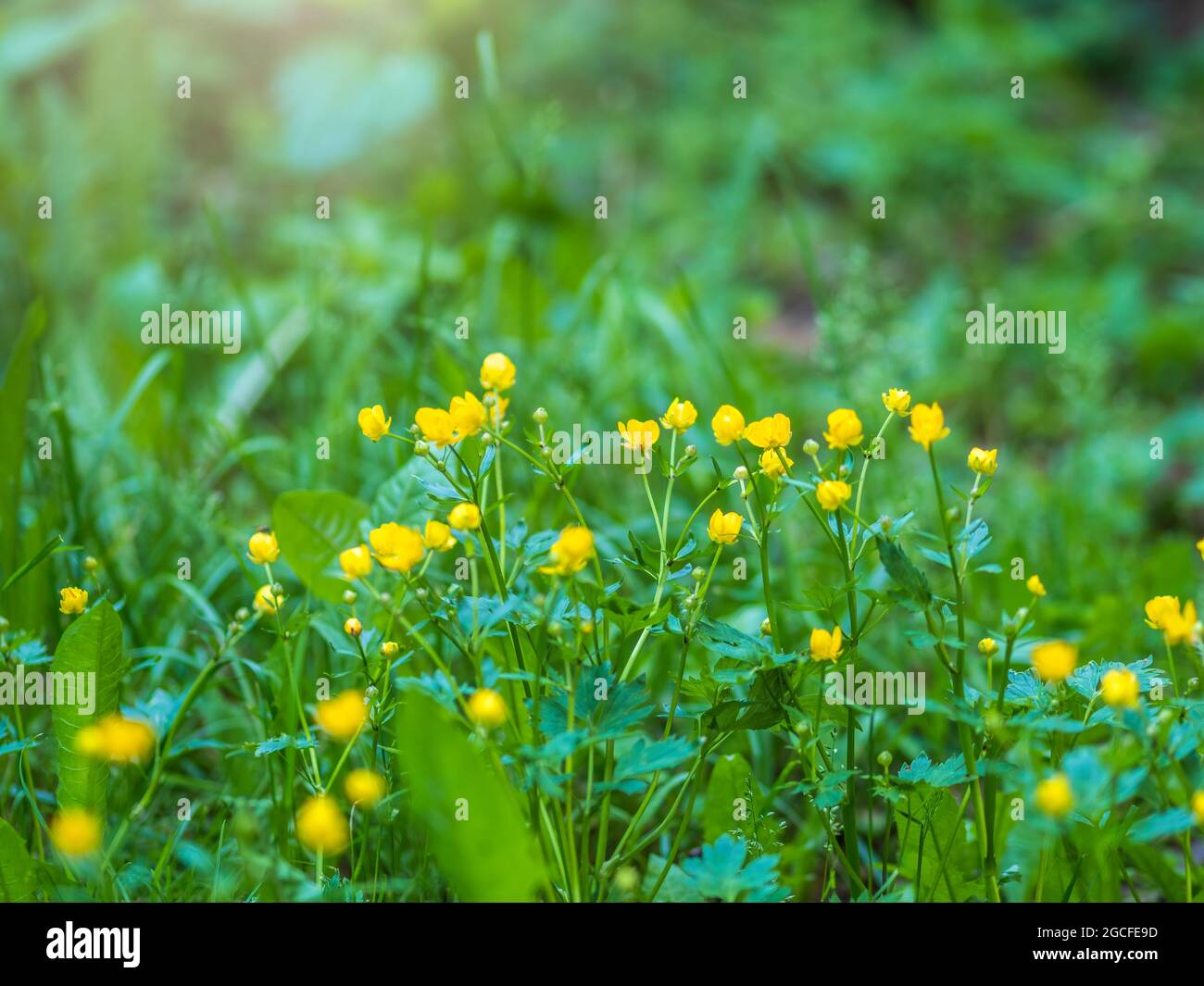 Yellow flowers of buttercup mountain Ranunculus montanus. Yellow ...