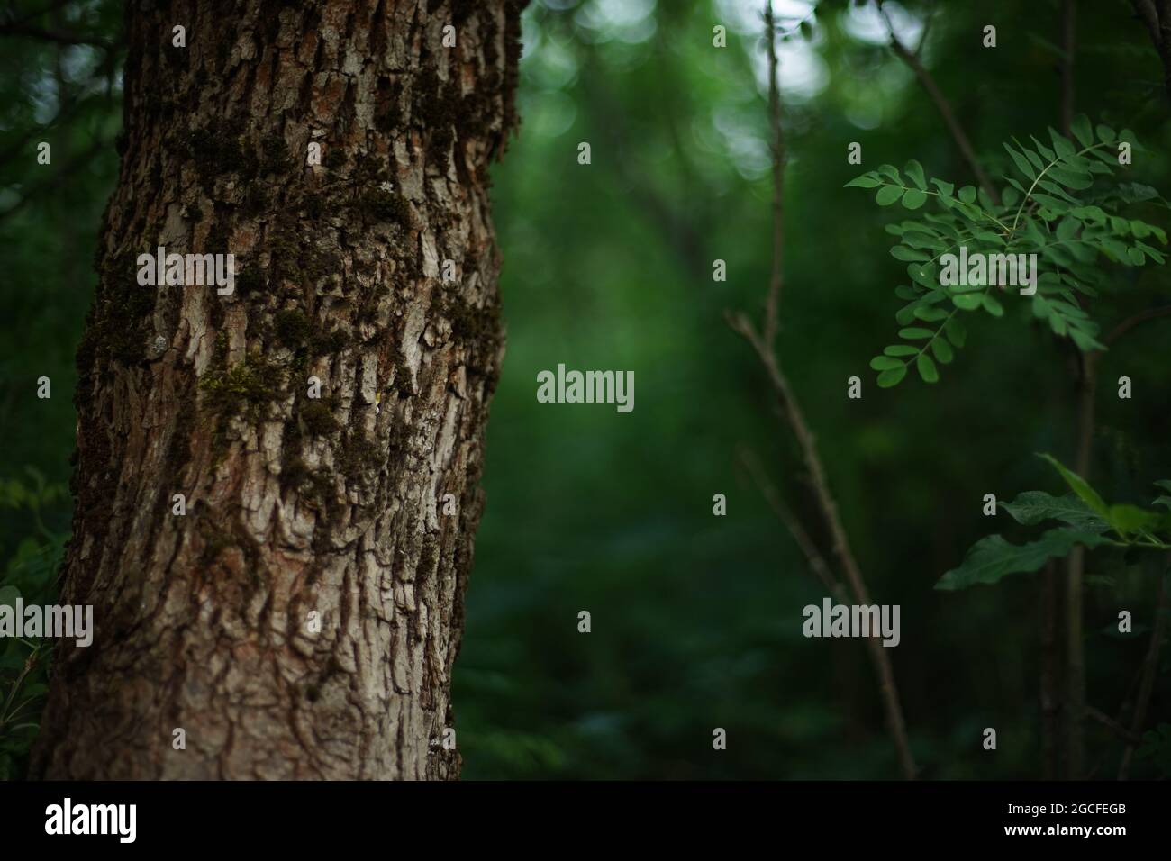 Acacia tree trunk in dark spring forest Stock Photo - Alamy