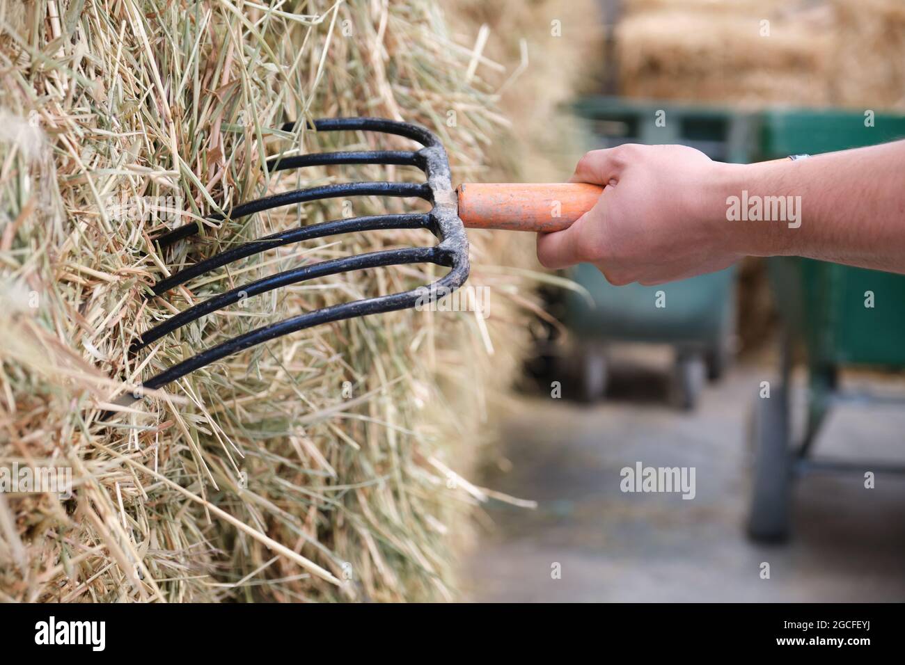 Close up of a farmers hand using a fork to load the wheelbarrow with ...