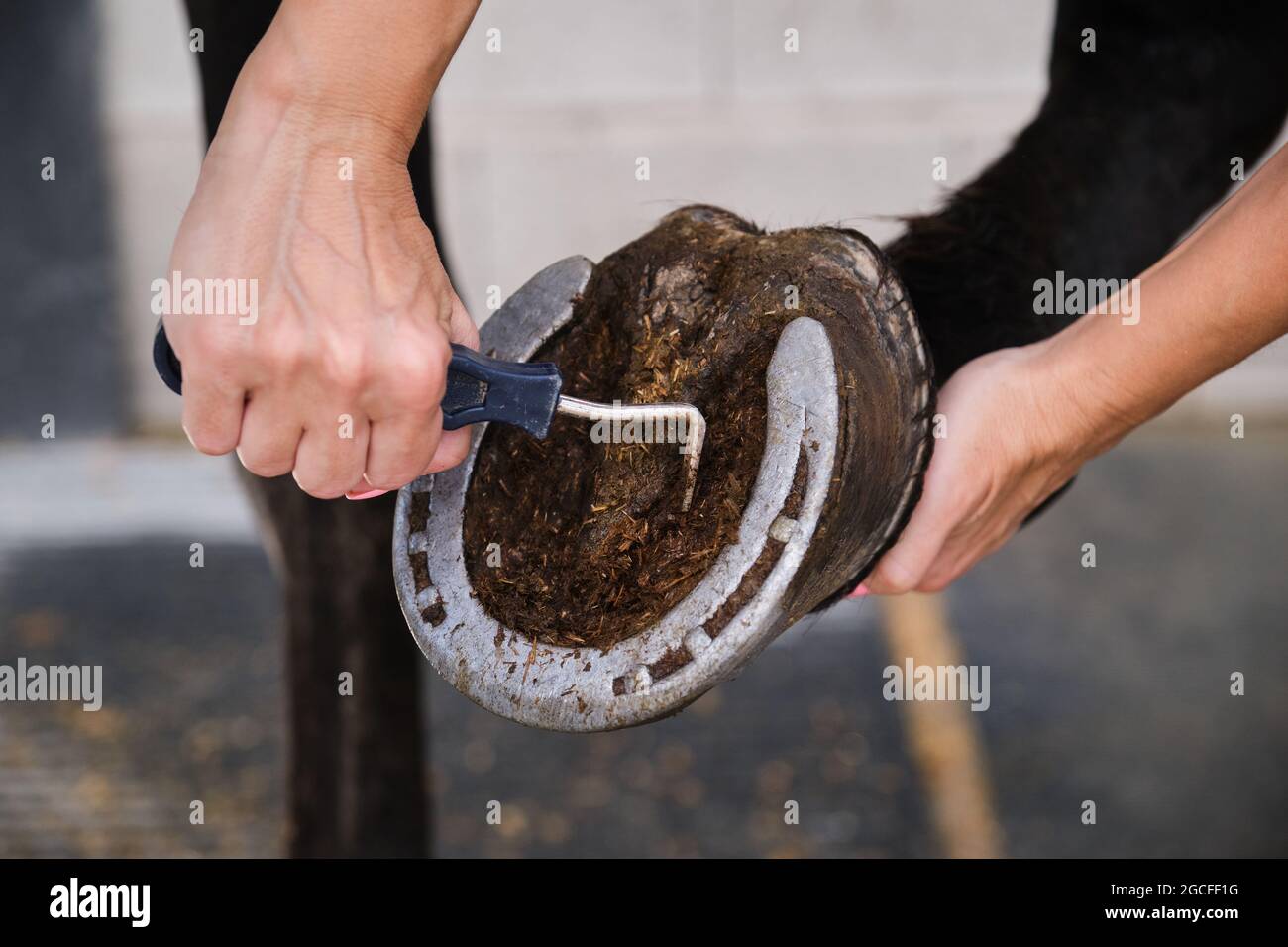 Detail of horse owner hands cleaning horse hoof with a hoof picker ...