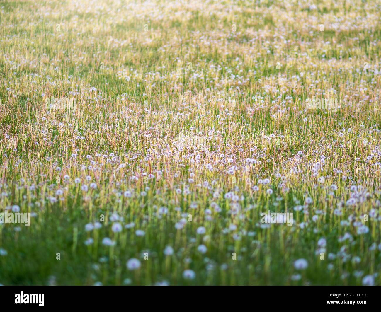 Field with white dandelion flowers. Meadow of white dandelions. Summer ...