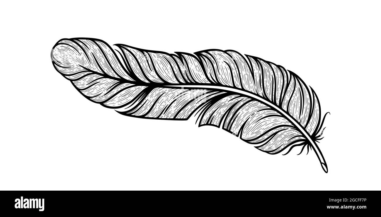 Bird feather sketch. Indian decorative feather isolated in white ... Bird feather sketch. Indian decorative feather isolated in white ...