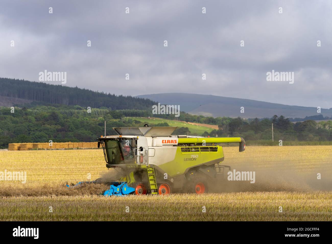 Rapeseed field in scotland hi-res stock photography and images - Alamy