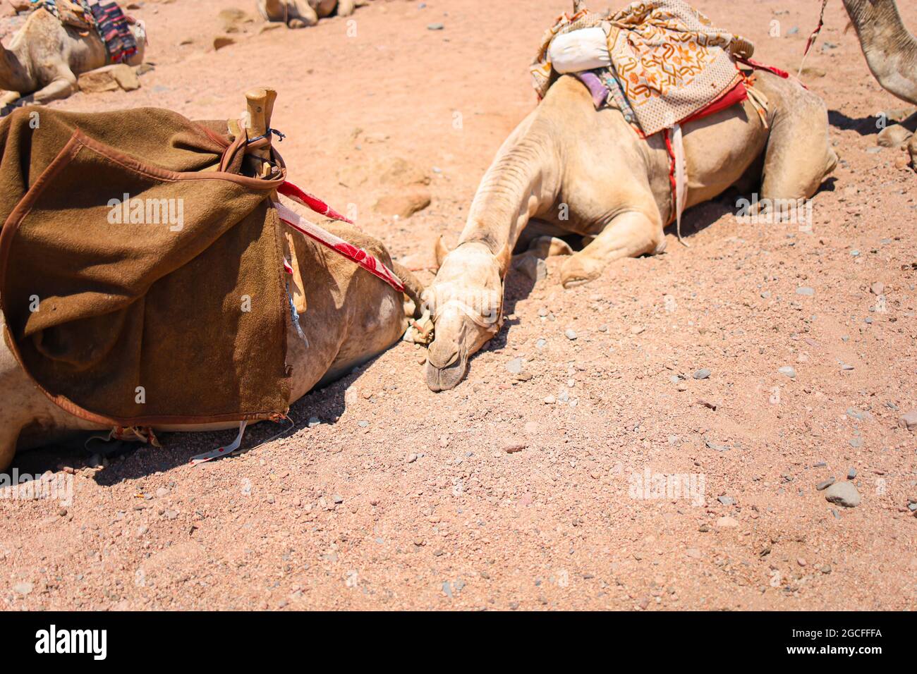 Camels Lying Down High Resolution Stock Photography and Images - Alamy