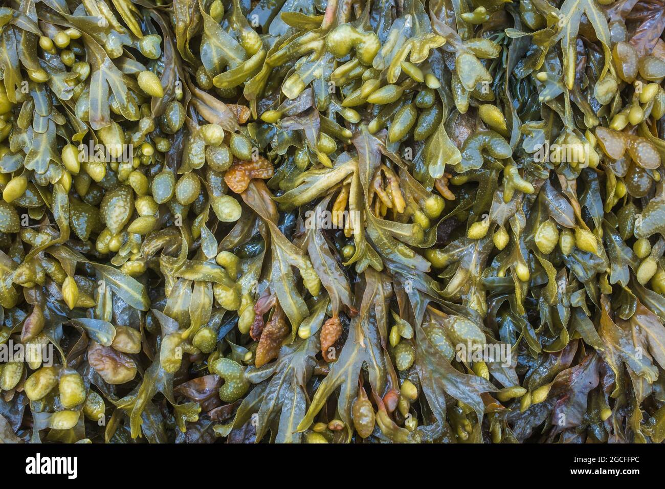 close up of seaweed on the beach Stock Photo - Alamy