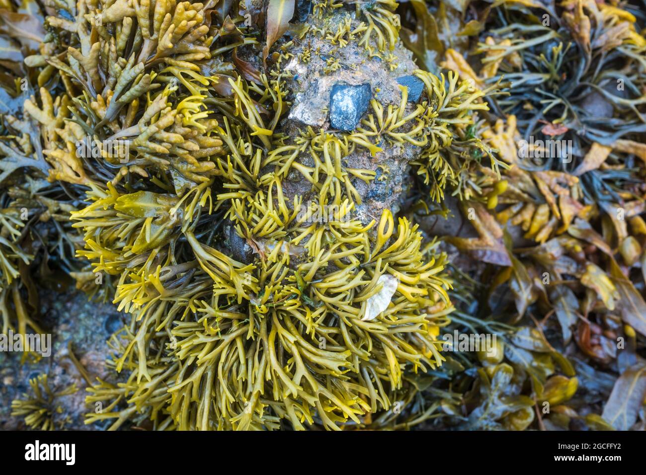 Aerial texture marine coast beach hi-res stock photography and images ...