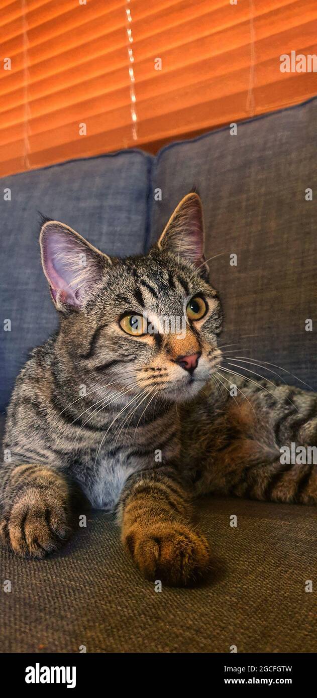 A vertical shot of a domestic striped curious cat lying on a couch ...