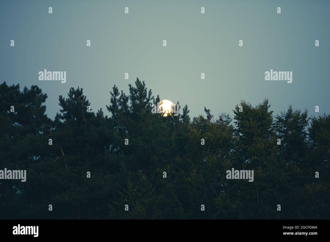 Full moon dusk pine hi-res stock photography and images - Alamy