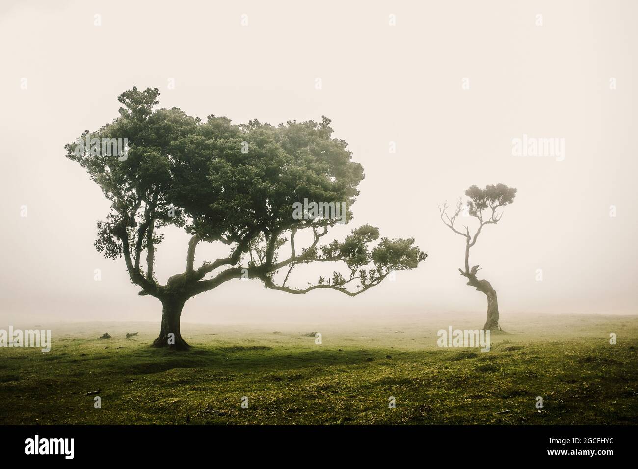 Beautiful landscape of Ancient trees in Madeira Island - Portugal Stock ...