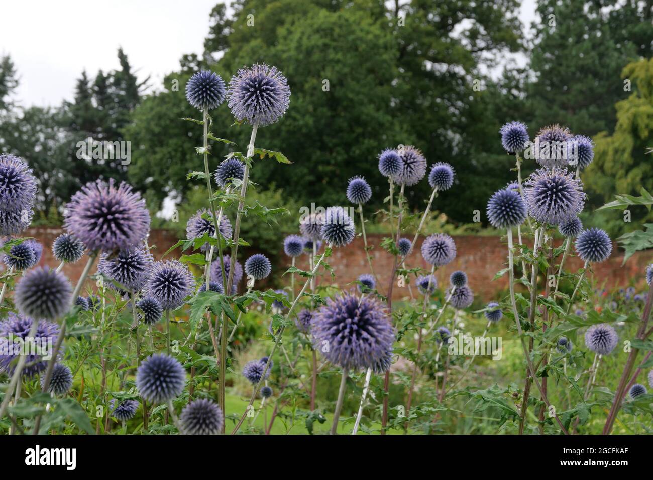 Lots of echinops growing in walled garden with trees behind Stock Photo ...
