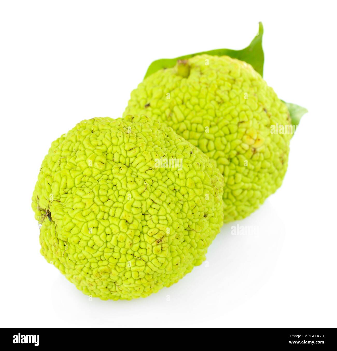 Maclura fruits hi-res stock photography and images - Alamy