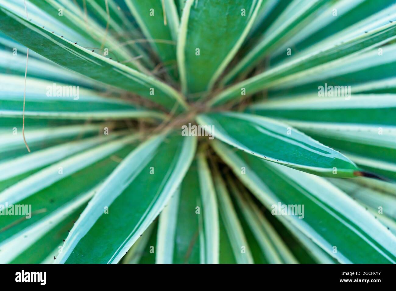 Agave leaf texture. View from above. Striped leaves of a tropical plant ...