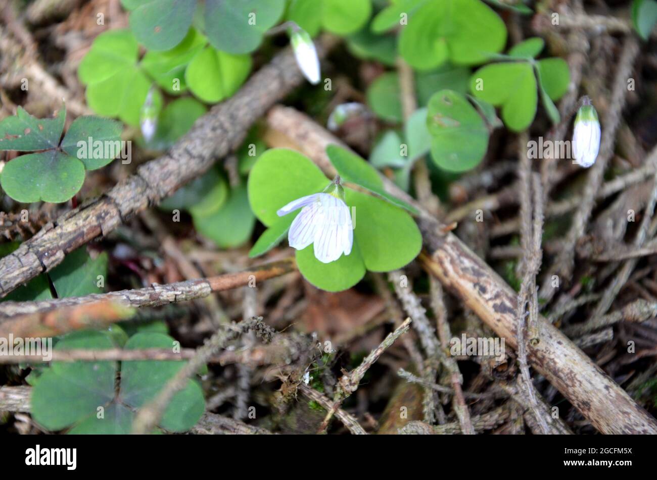 blooming clover, forest flowers, flowering forest clover Stock Photo ...