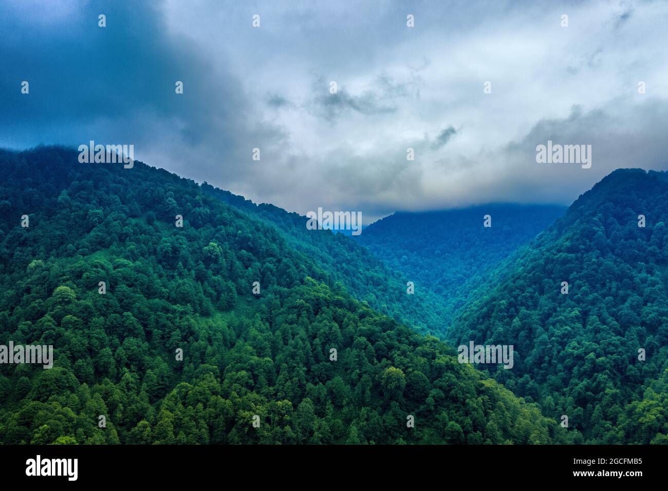 Mtirala National Park, Adjara, Georgia Stock Photo - Alamy