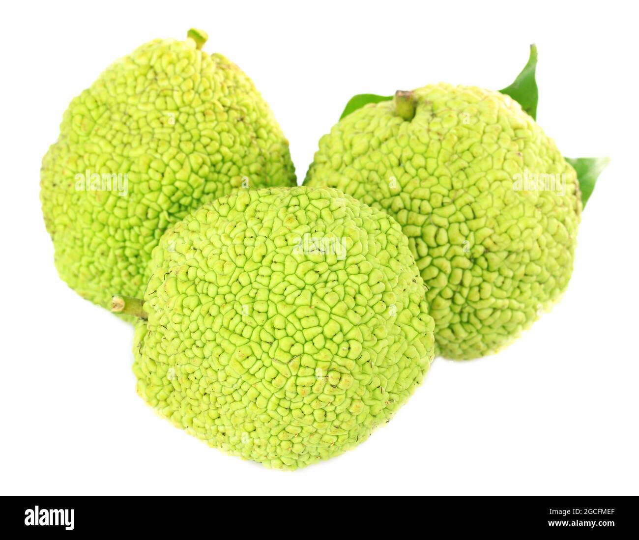 Osage orange hedge apple maclura pomifera three hi-res stock ...