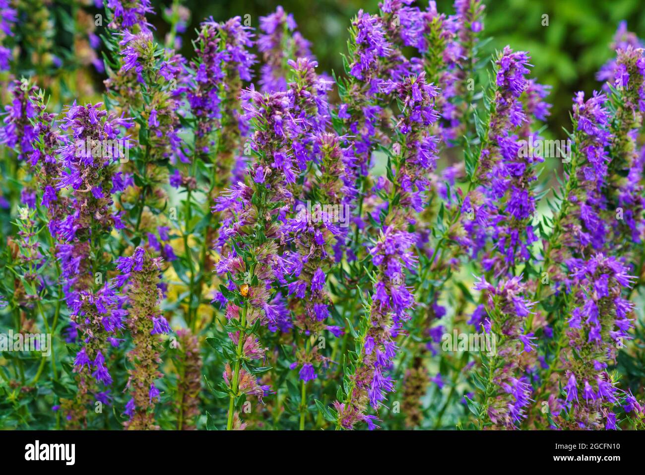 Purple flowers of Hyssopus officinalis, known as hyssop. Medicinal herb ...