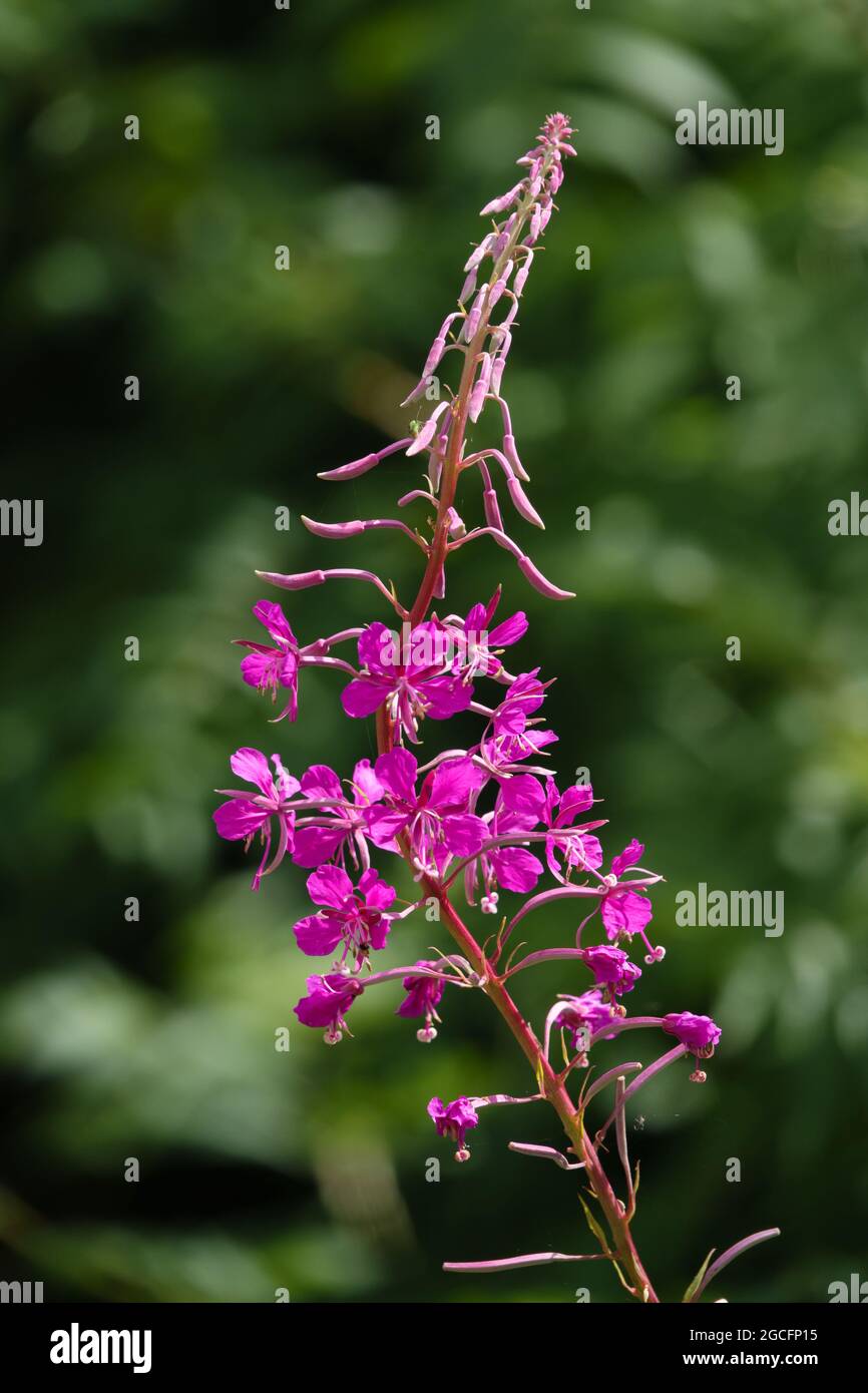 Beautiful pink purple flowers of Fireweed (Chamaenerion angustifolium) also known as Rosebay ...