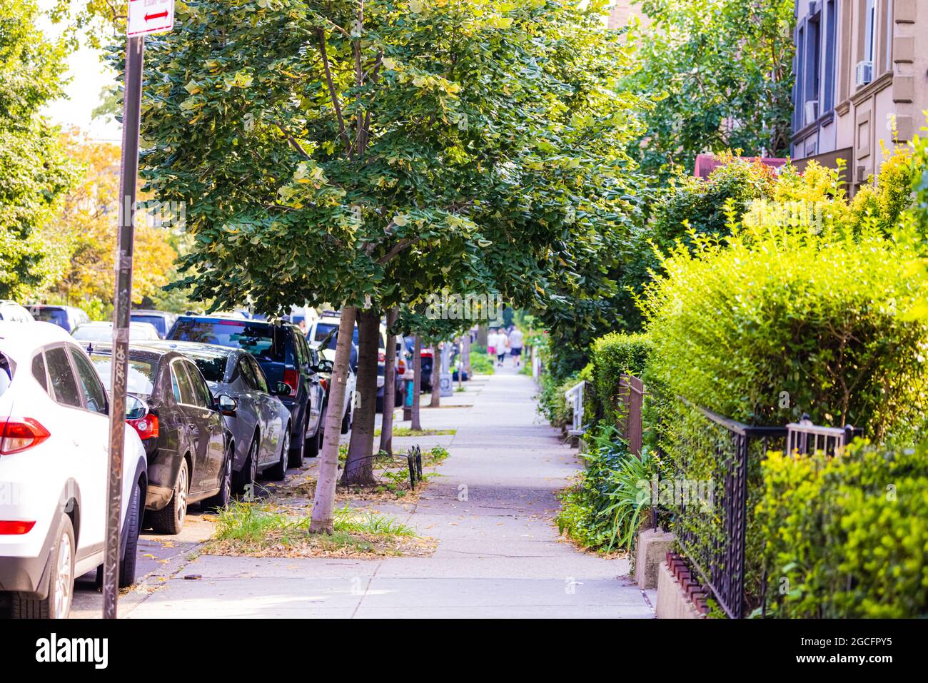 A view of a small pavement among trees and bushes near residential ...