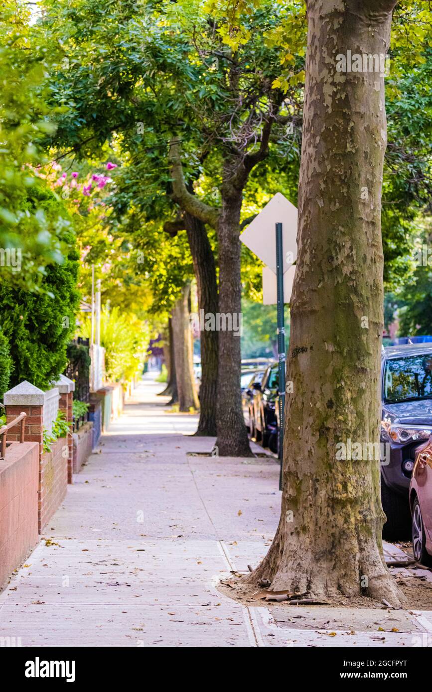 A vertical shot of a small pavement among trees and bushes near ...
