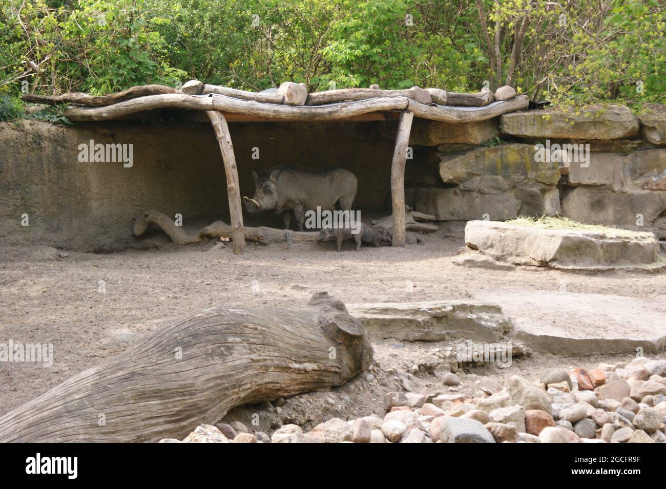 A black rhinoceros standing in its house in the cage Stock Photo - Alamy
