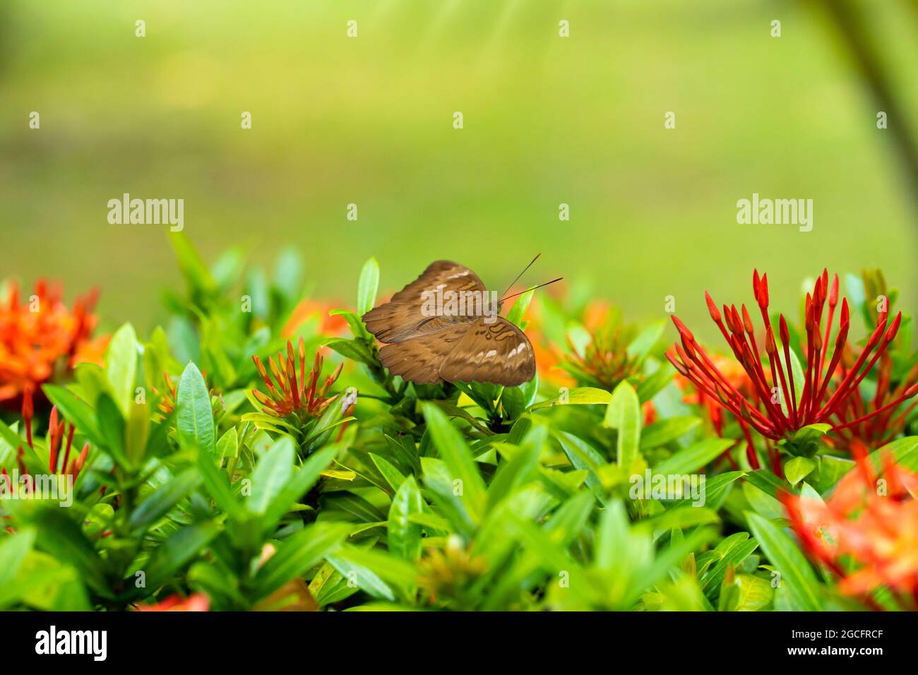 Bright juicy picture. A tropical butterfly collects nectar from flowers ...