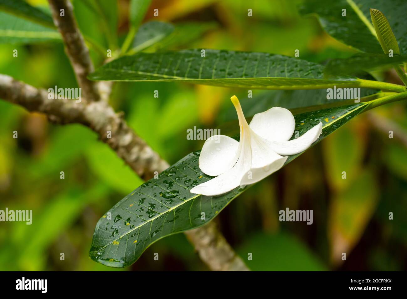 Frangipani tropical flower growing outdoors in thailand Stock Photo - Alamy