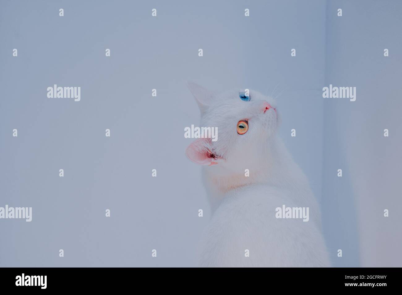 A cute white Turkish Angora with different eye colors at home Stock ...