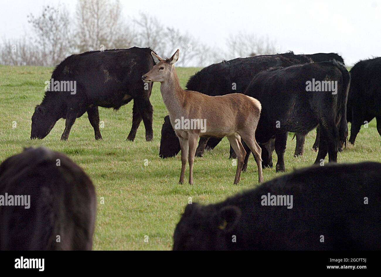 THE LOVESICK FEMALE RED DEER THAT HAS JOINED A HERD OF SIXTY ABERDEEN ...