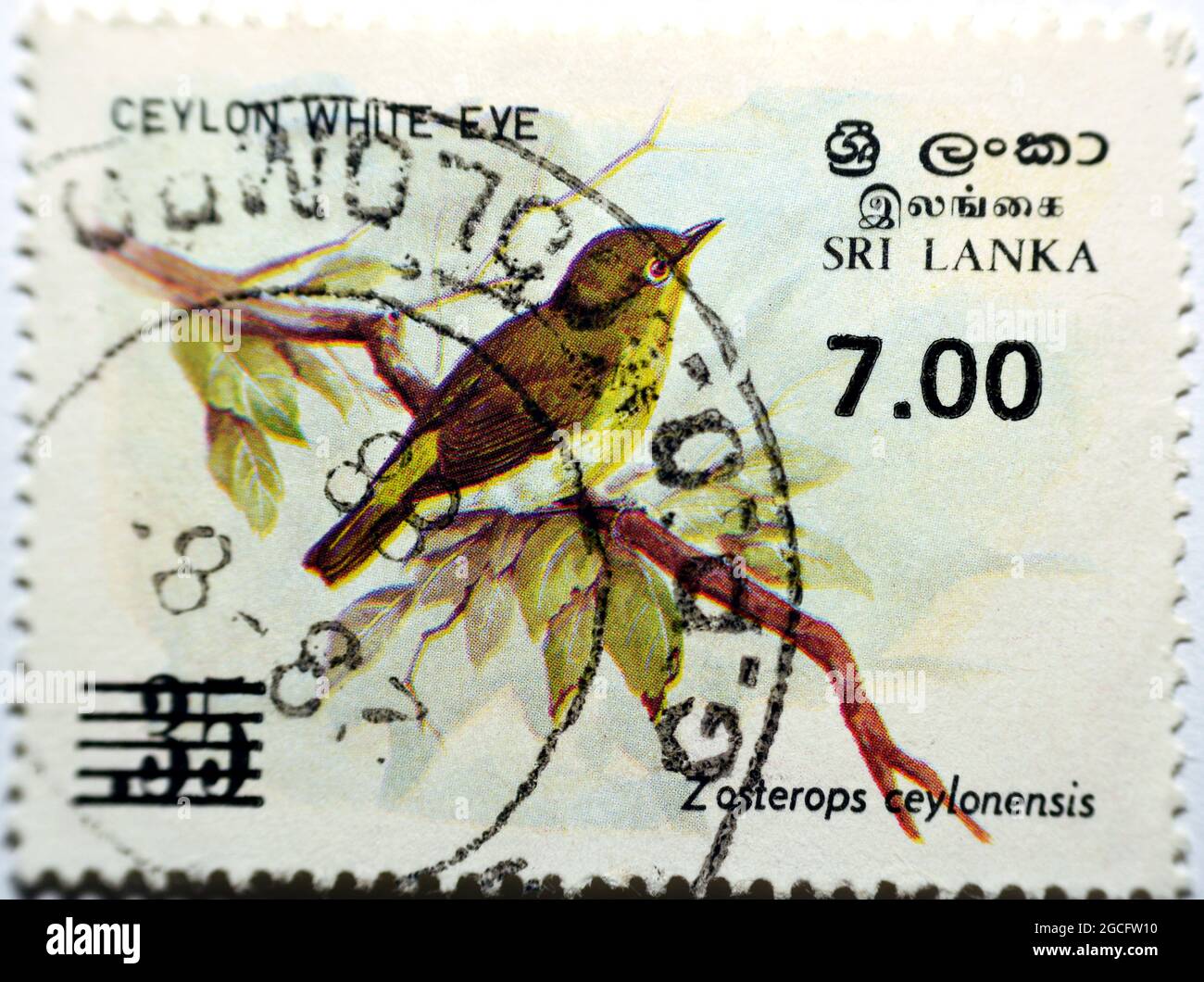 Z osterops ceylonensis hi-res stock photography and images - Alamy
