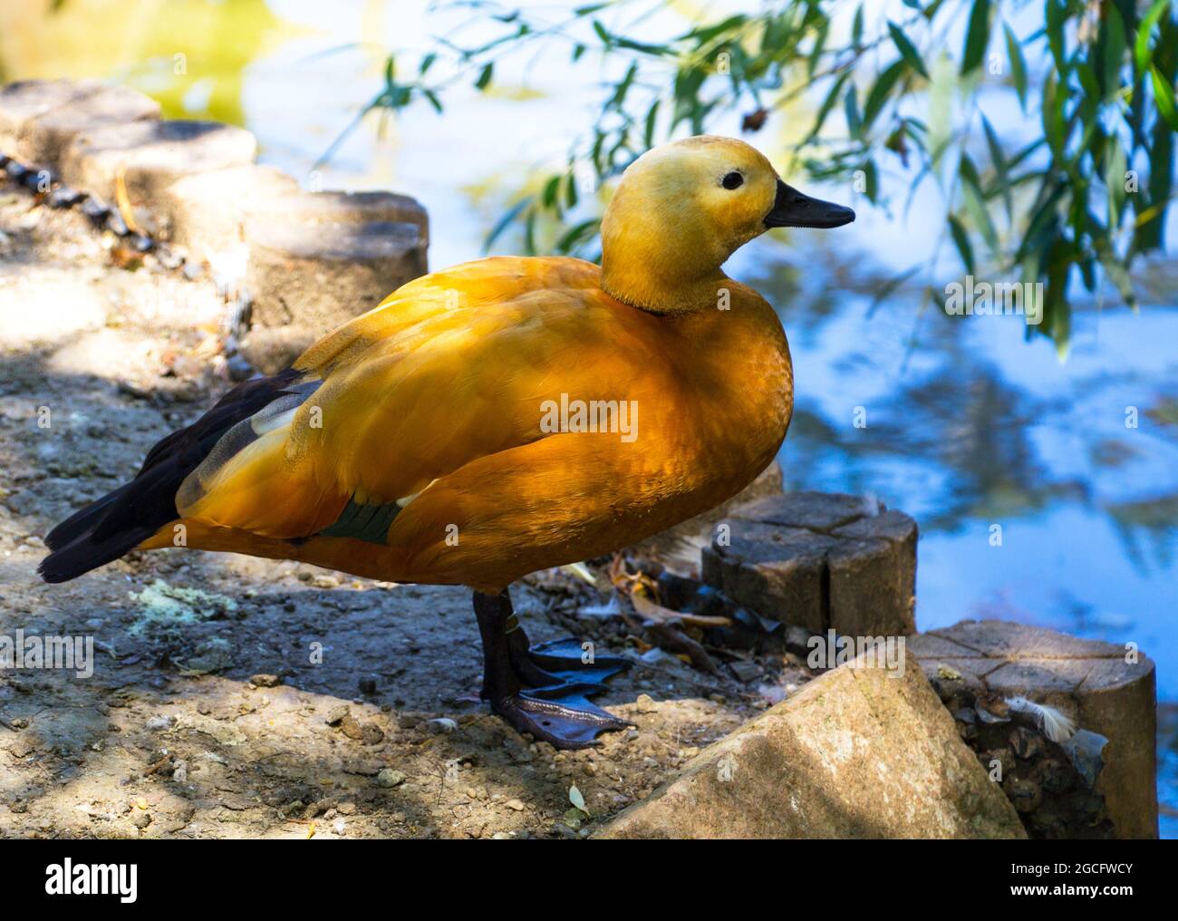 Ruddy shelduck (Tadorna ferruginea) has orange-brown feathers on the ...
