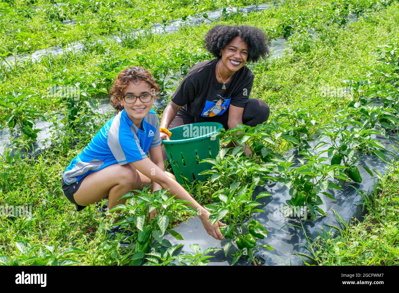 Farmers harvesting vegetables hi-res stock photography and images - Alamy