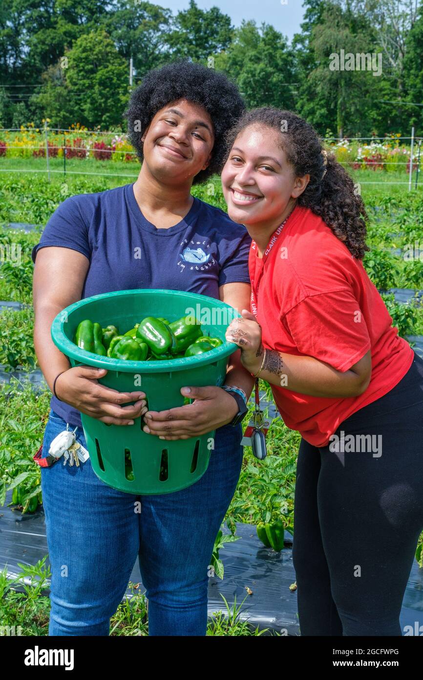 Farmers harvesting vegetables hi-res stock photography and images - Alamy