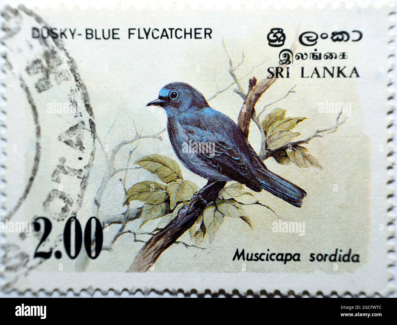 A postage stamp printed in Sri Lanka shows Dusky Blue Flycatcher bird ...