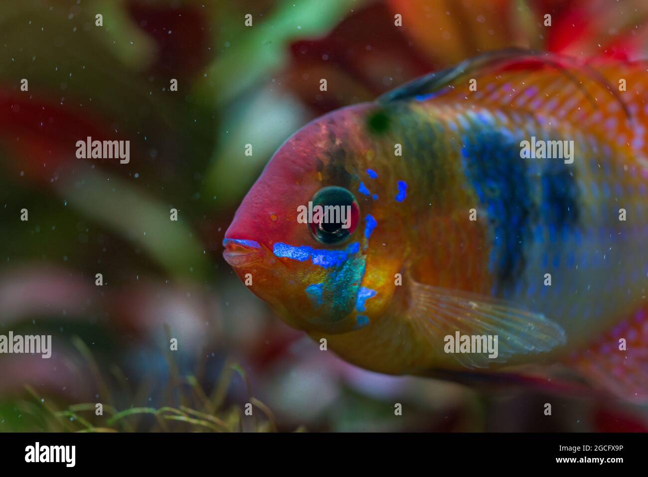 German blue ram, Mikrogeophagus ramirezi Stock Photo - Alamy