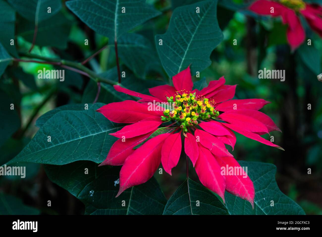 Large bracts hi-res stock photography and images - Alamy