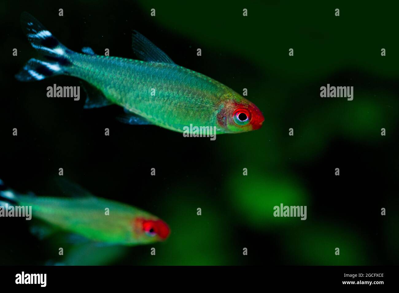 Animal camouflage freshwater fish hi-res stock photography and images ...