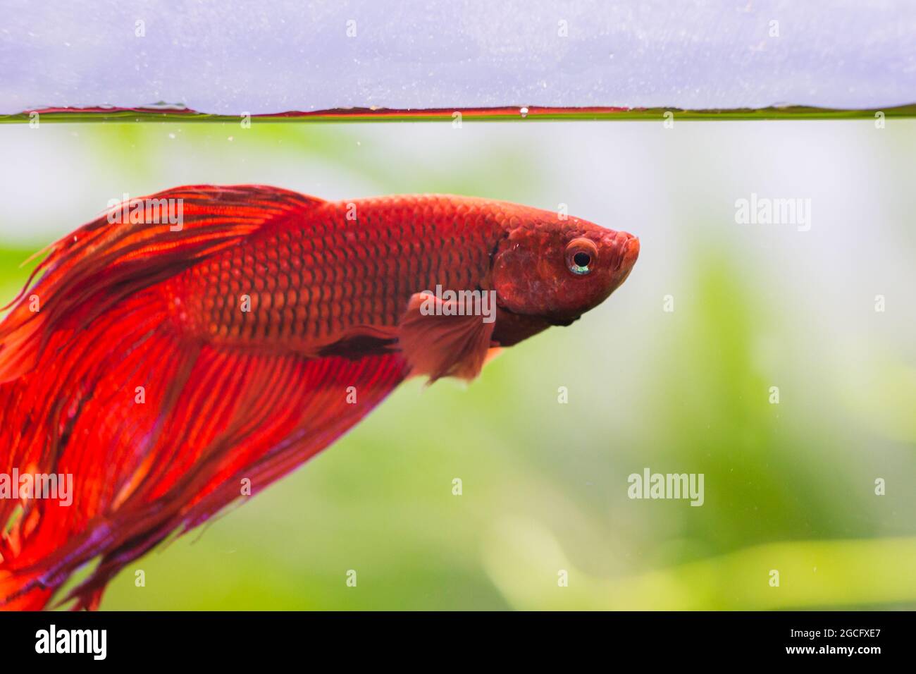Beautiful male red beta fish Stock Photo - Alamy