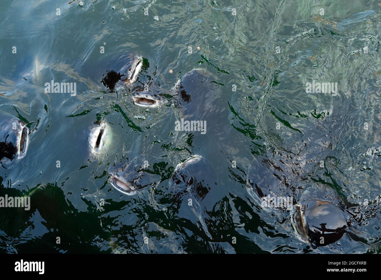 A flock of catfish swims near the surface of the water begging for food ...