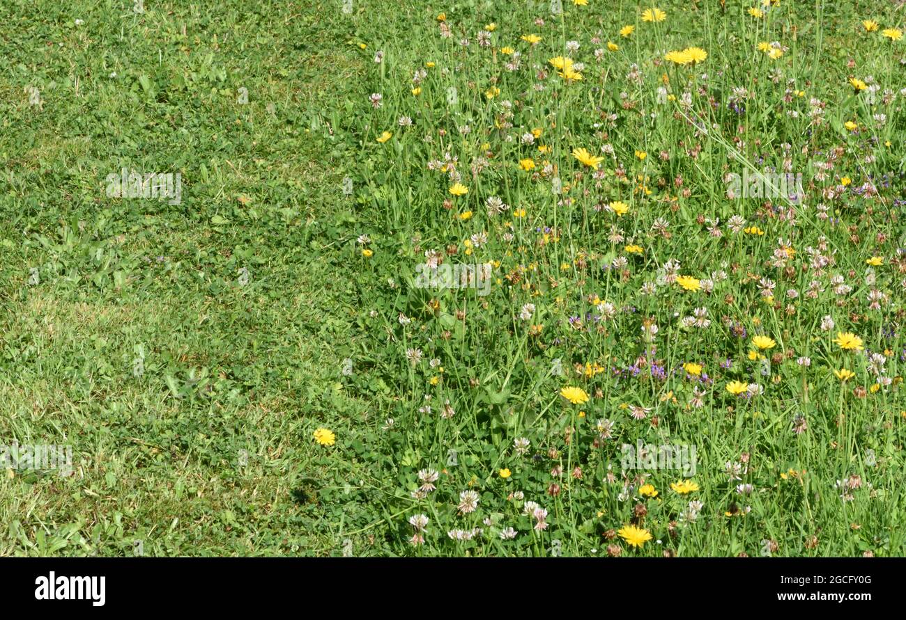 A patch of lawn left uncut for a few weeks in mid-summer to allow wild ...