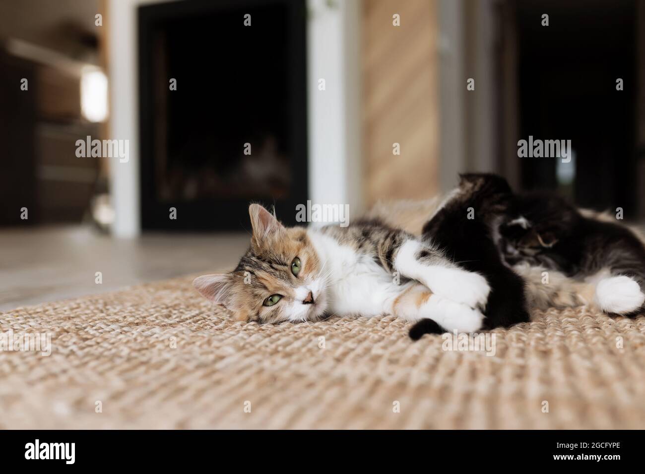 Tricolor mother female cat laying on the floor with kittens and nursing ...