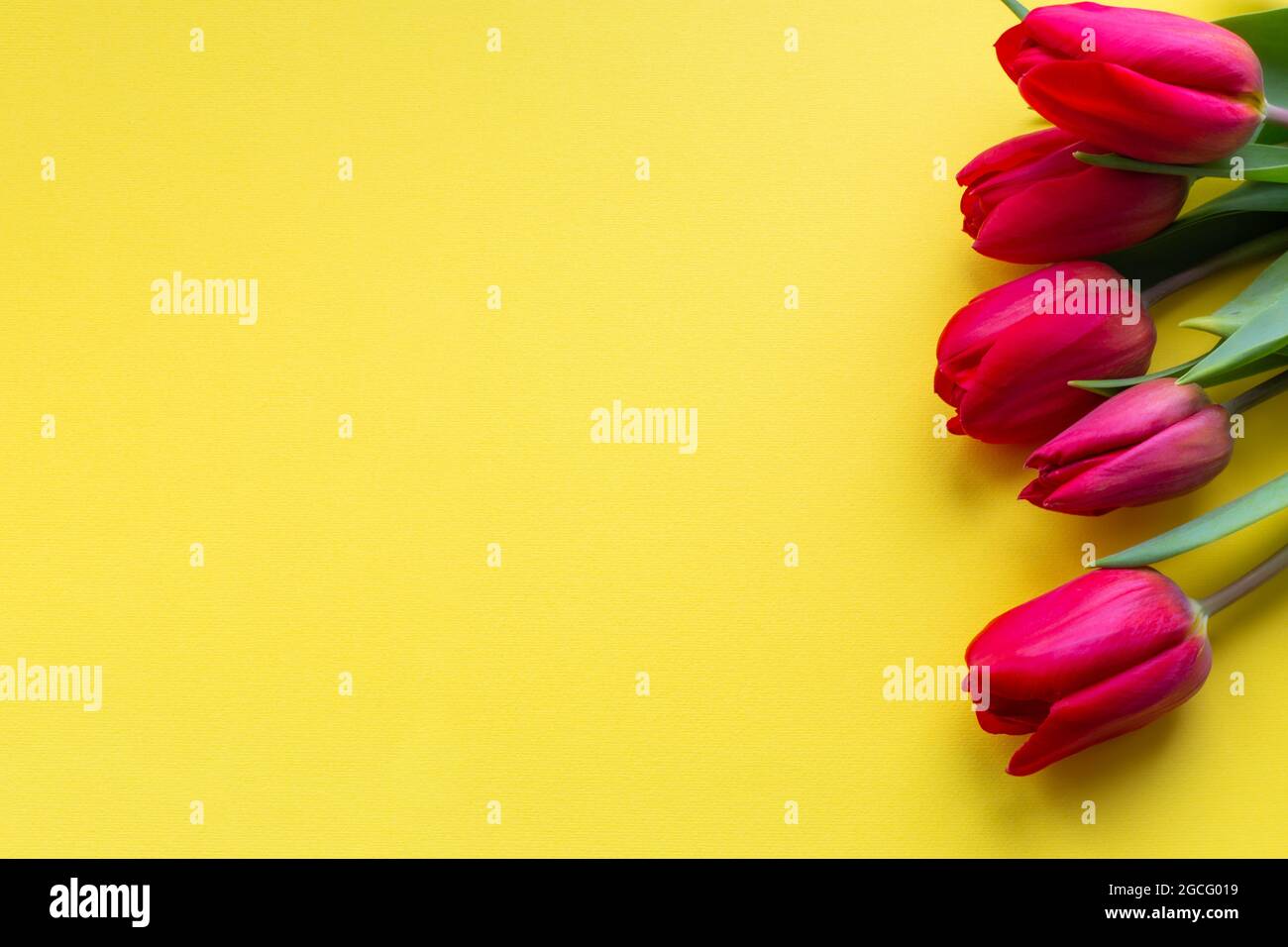Red tulips on a yellow background. Flat lay, background for ...